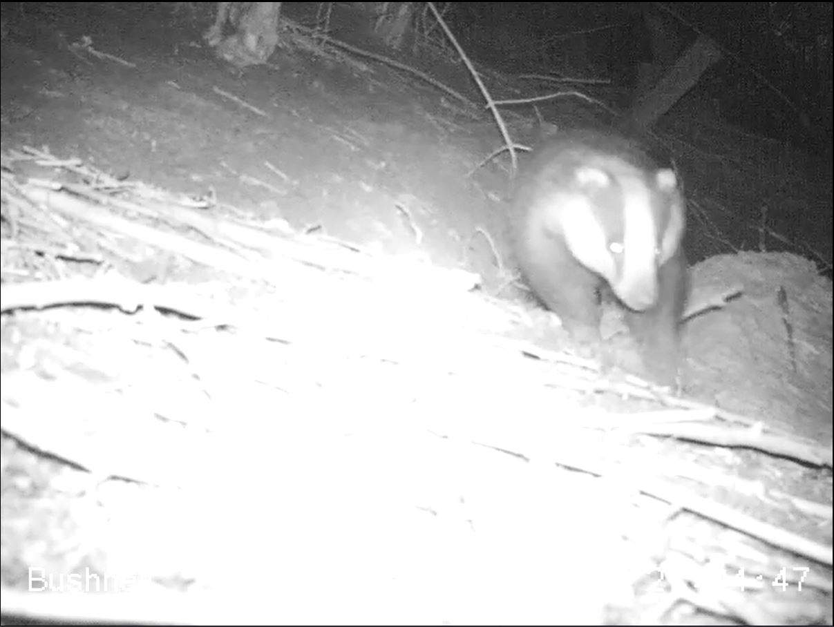 Badgers Move Back In (Video) - ERAP